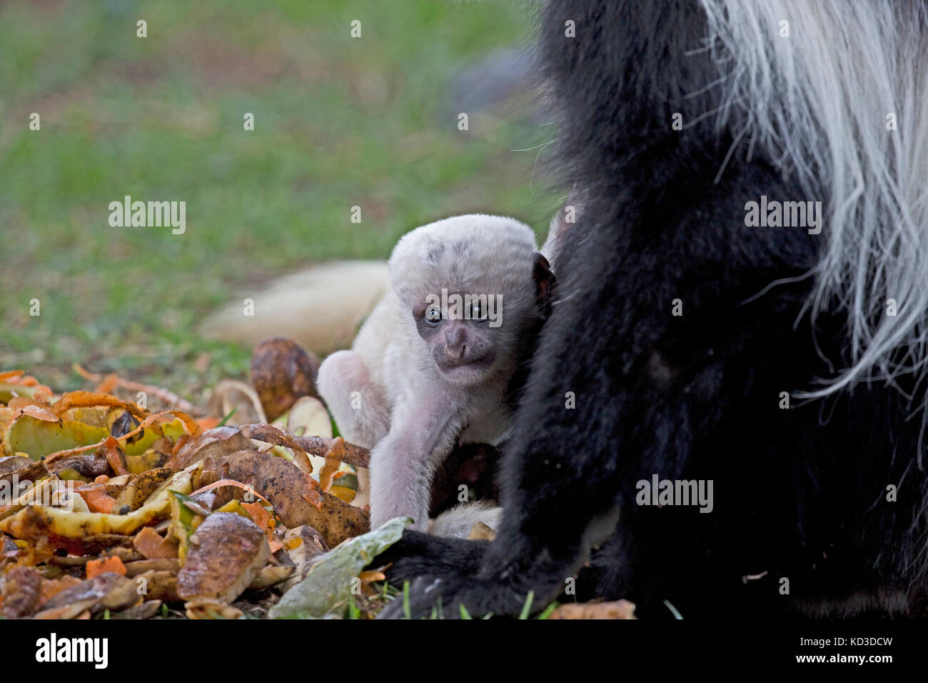 Baby pure white Black and White Colobus monkey Colobus guereza clinging ...
