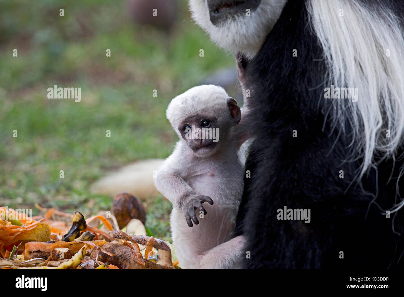 Baby pure white Black and White Colobus monkey Colobus guereza clinging ...