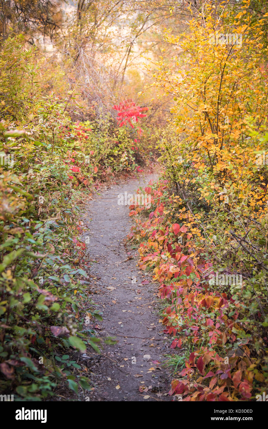 Pathway through forest with colorful autumn leaves Stock Photo - Alamy