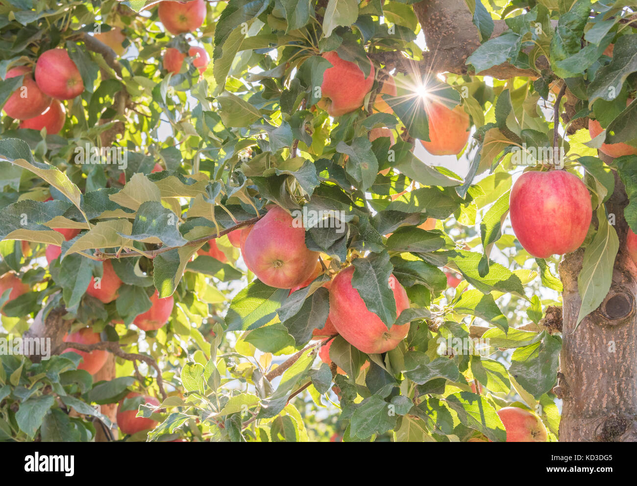 Okanagan apples ripe in orchard hi-res stock photography and images - Alamy