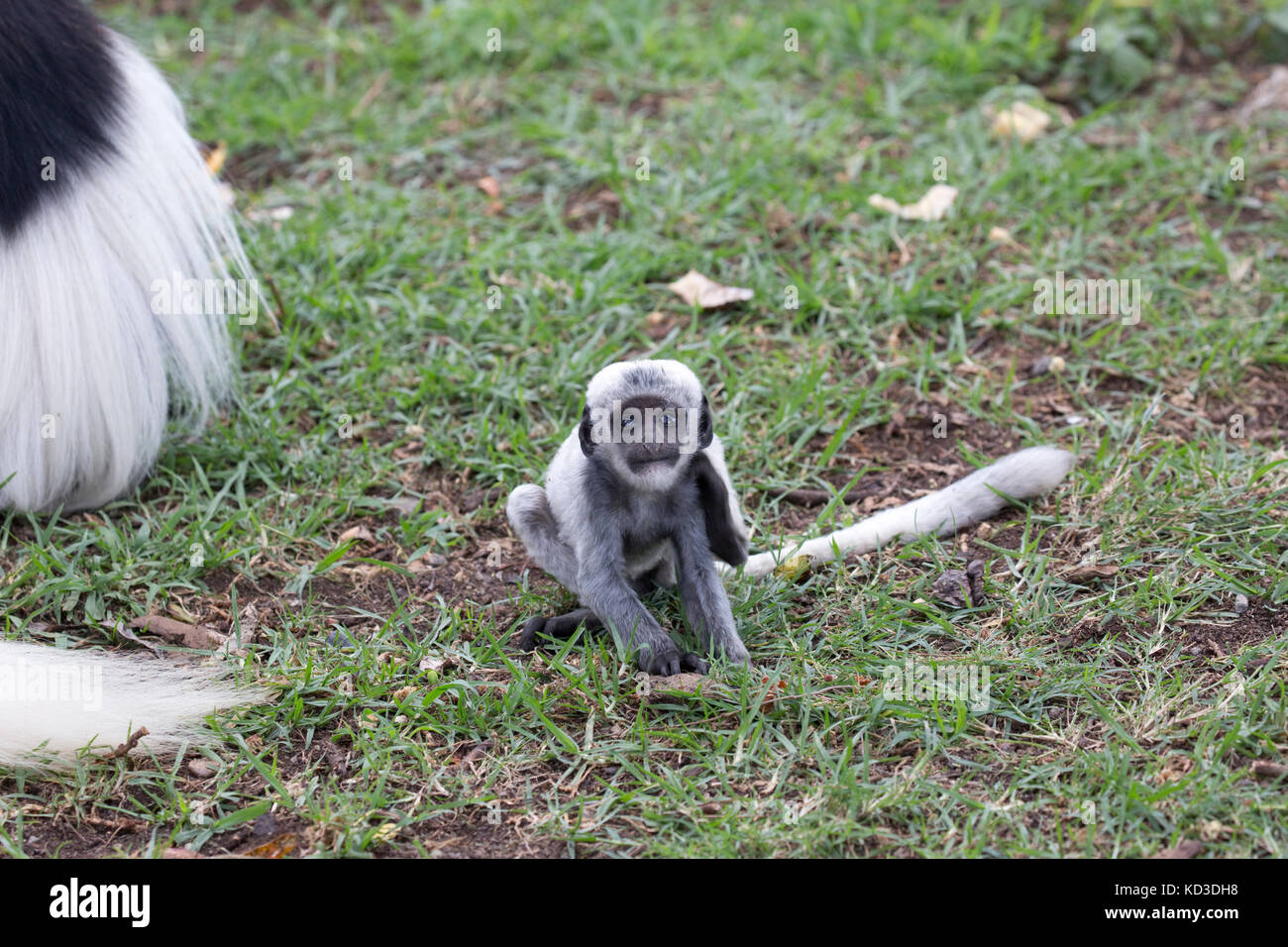 White baby Black and White Colobus monkey Colobus guereza exloring ... White baby Black and White Colobus monkey Colobus guereza exloring ...