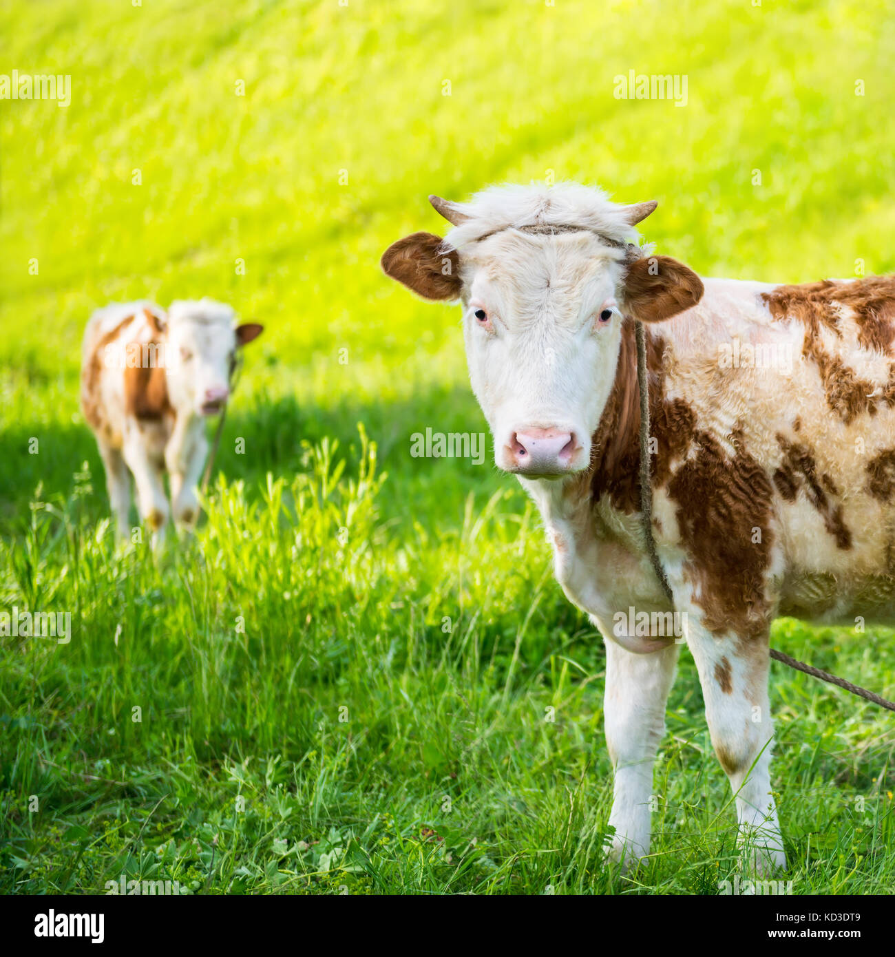 Bull calf bull cow hi-res stock photography and images - Alamy