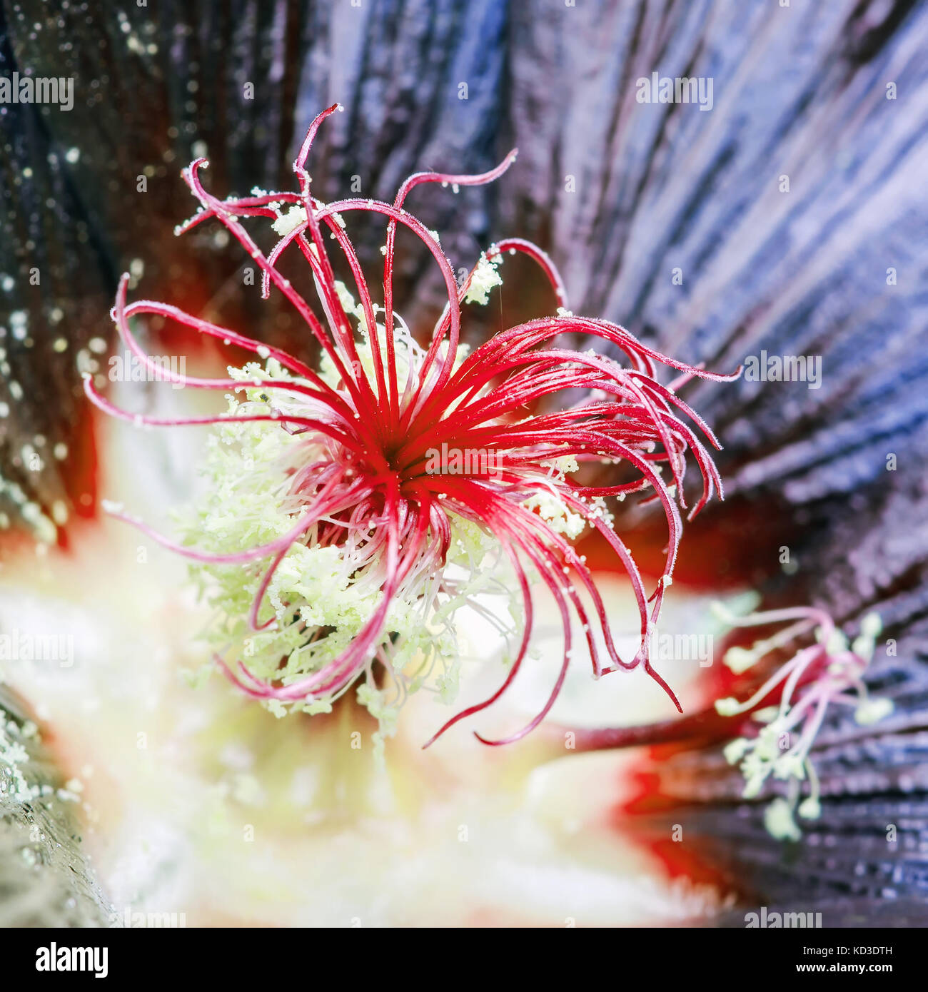 Spring blossom of exotic and tropical flora hi-res stock photography ...