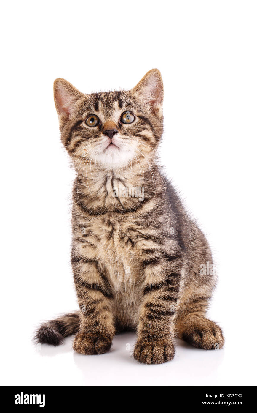 Portrait of a cat. Studio photo Stock Photo - Alamy
