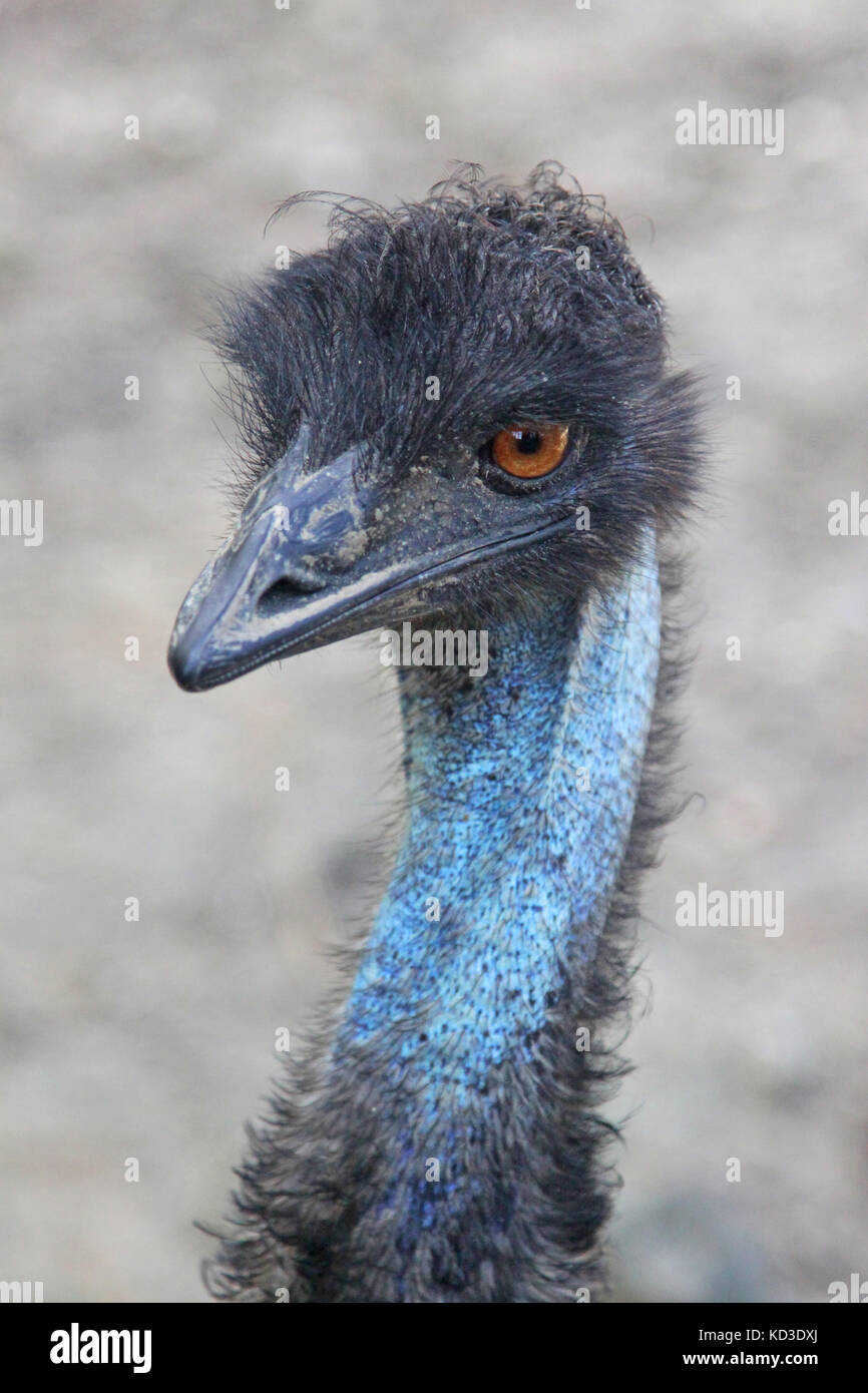 Emu Eggs High Resolution Stock Photography and Images - Alamy