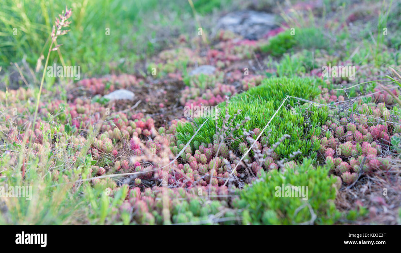 Beautiful green and red moss closeup Stock Photo - Alamy