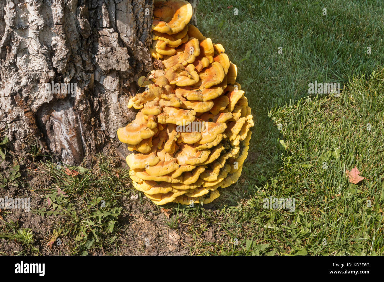 Chicken of the Woods mushroom fungi growing at the base of a dead ...