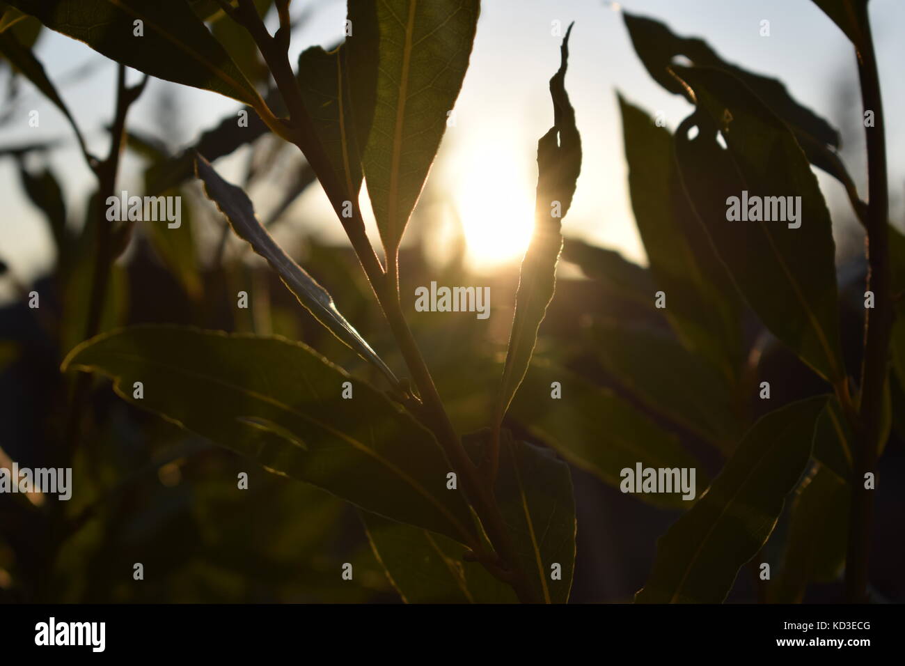 sunset , tree Stock Photo - Alamy