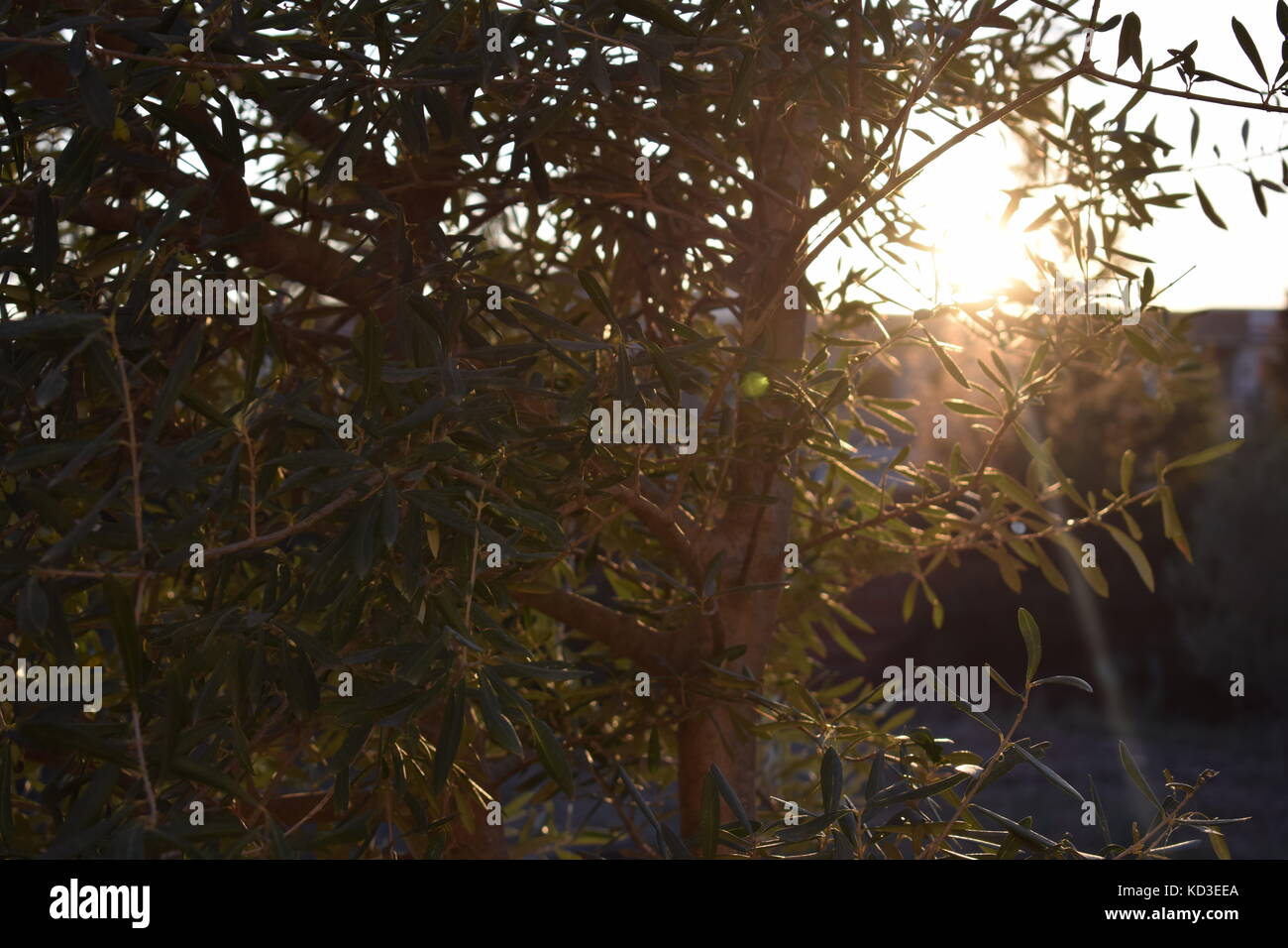 Olive at sunset hi-res stock photography and images - Alamy