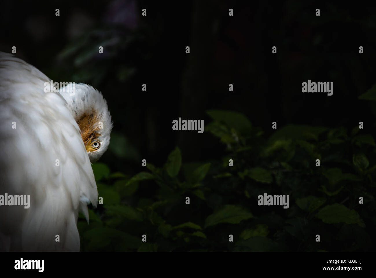 The great egret (Ardea alba). White bird posing for picture on a dark ...