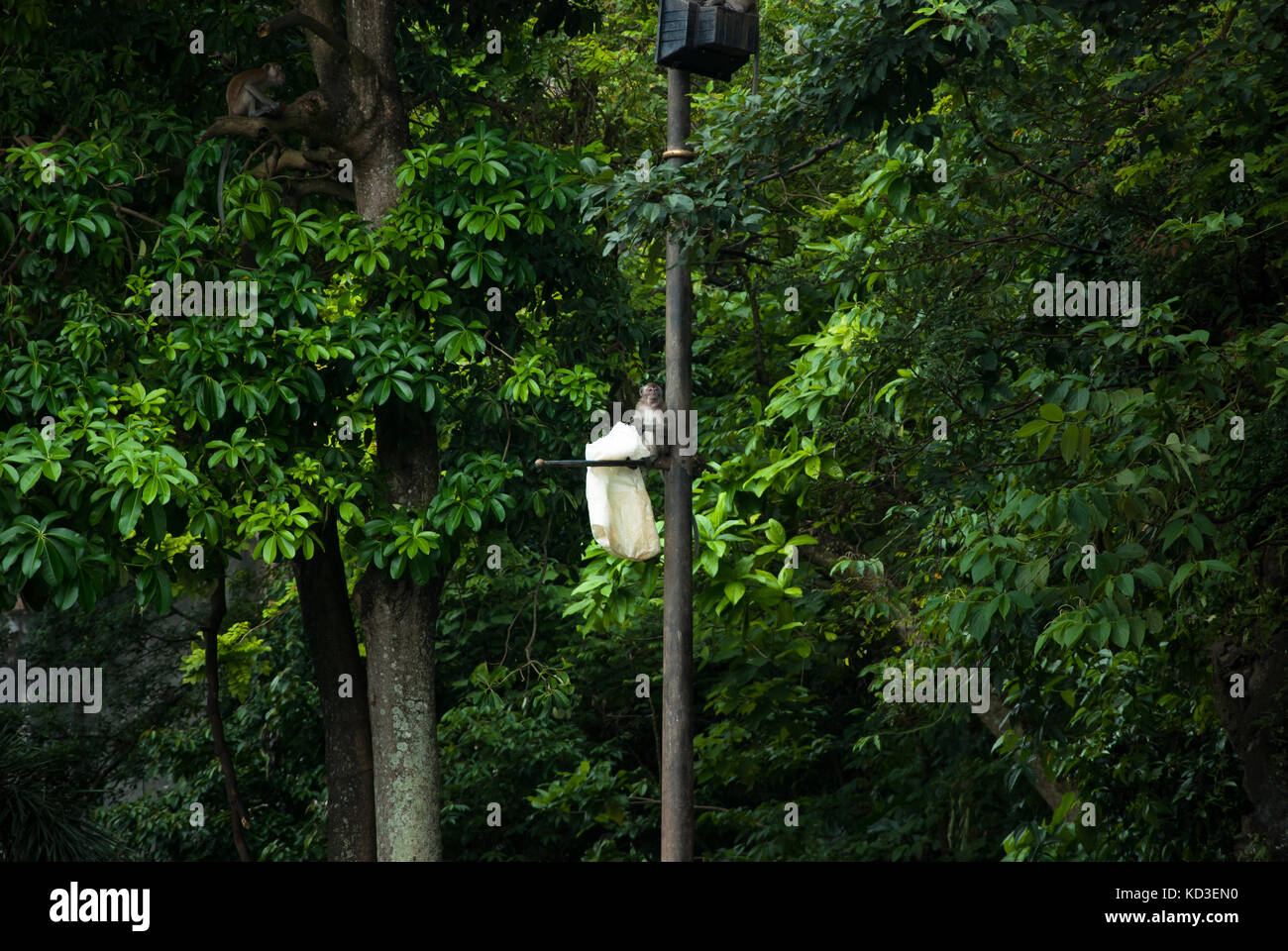 Macaque monkey thief. Monkey whipped rubbish bag. Monkey sitting on a ...