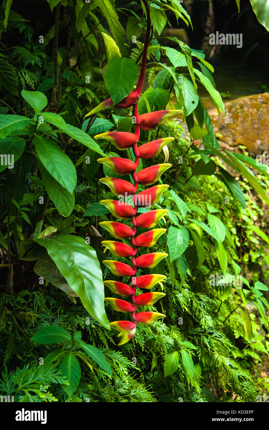 Red exotic pendulous flower. Tropical plantt Stock Photo - Alamy