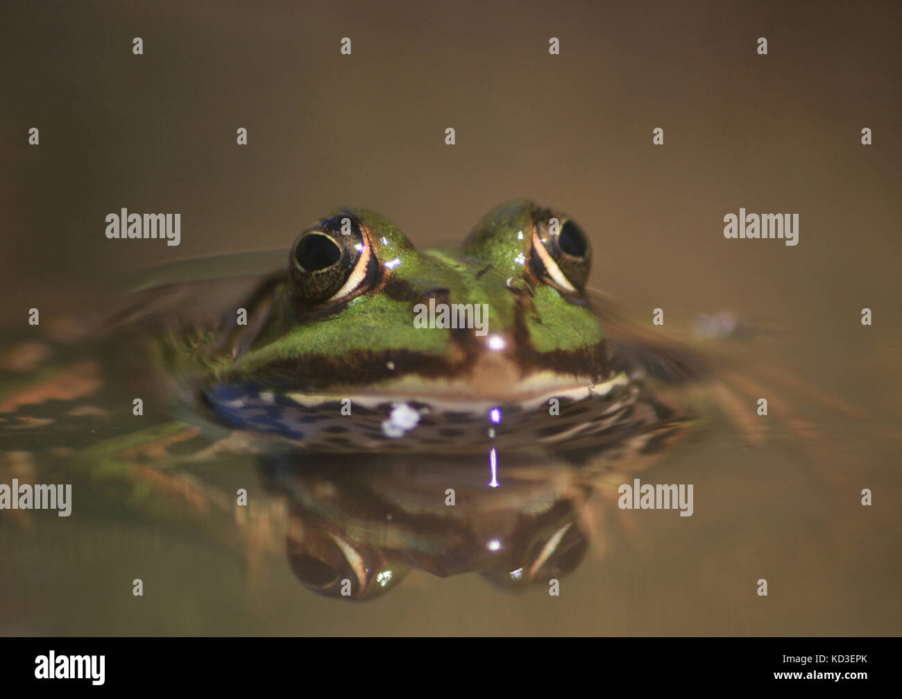 portrait of a frog Stock Photo - Alamy