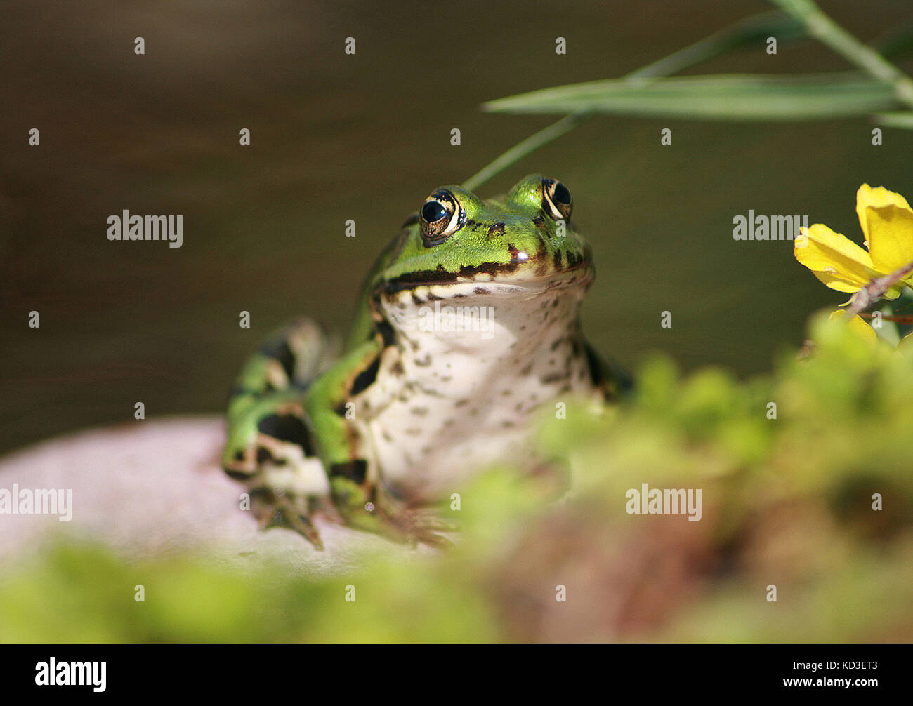 frog sitting on a stone Stock Photo - Alamy