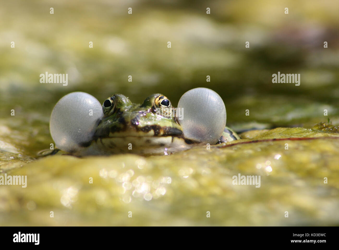 Frogs And King High Resolution Stock Photography and Images - Alamy