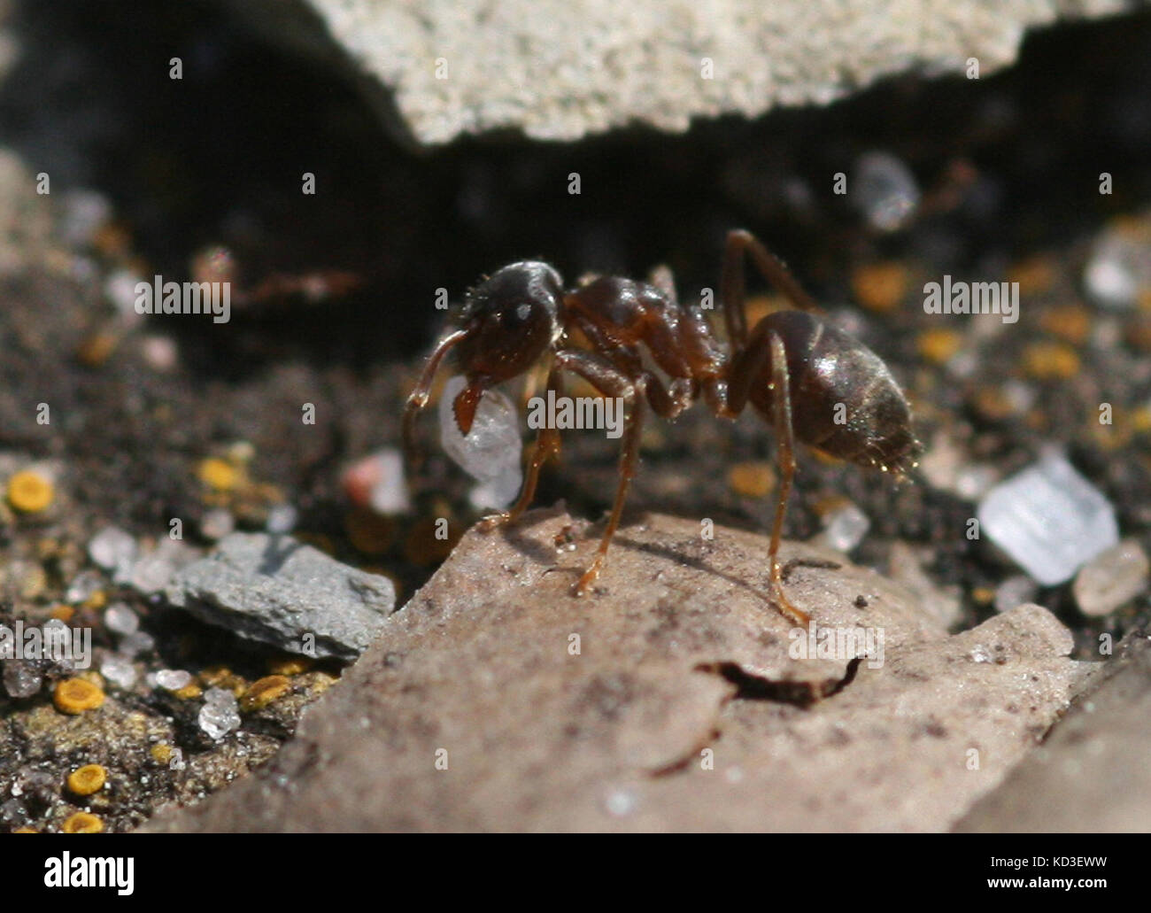 Ants eating hi-res stock photography and images - Alamy