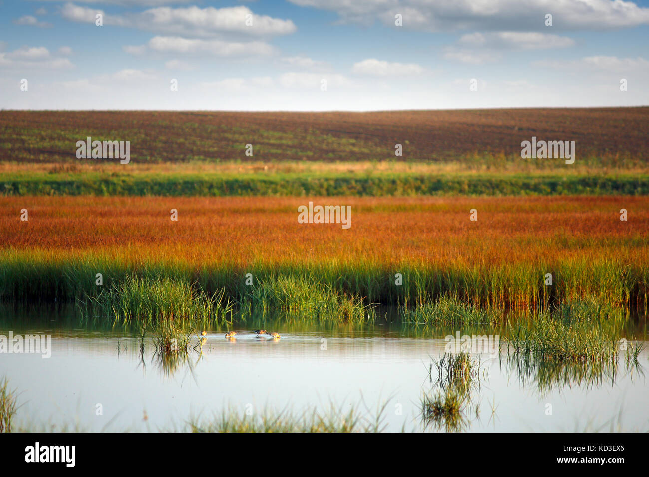 swamp with birds landscape autumn season Stock Photo - Alamy