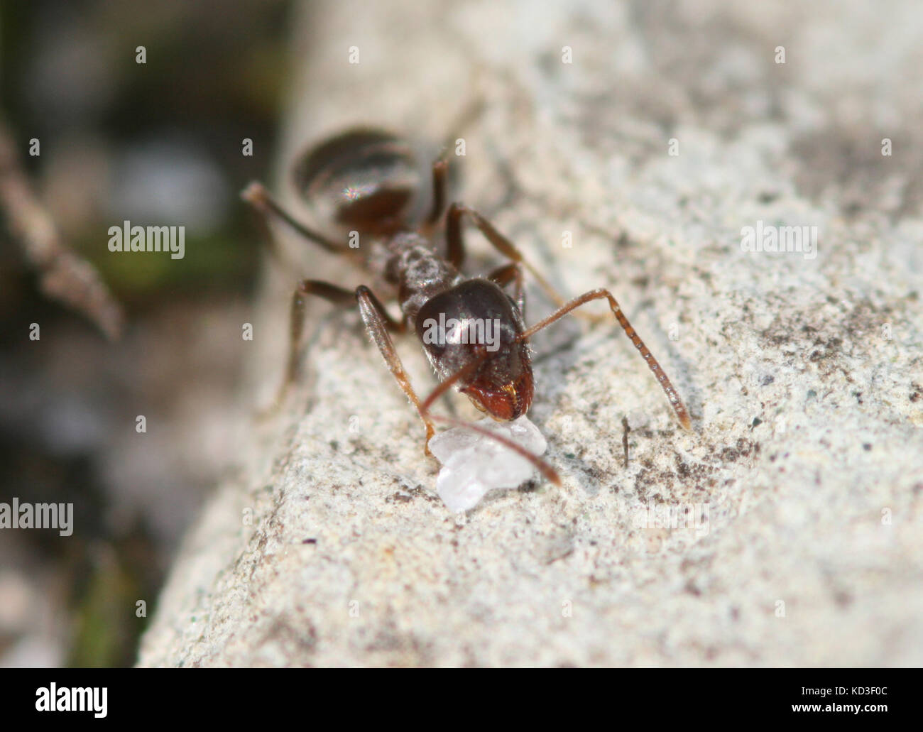Ant eating hi-res stock photography and images - Alamy