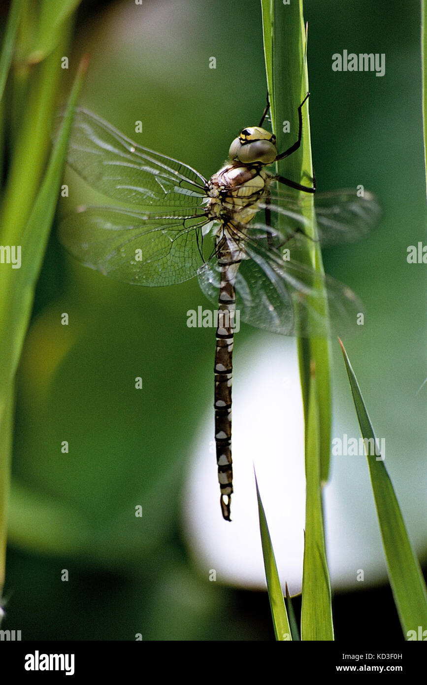 Dragonfly eating bee hi-res stock photography and images - Alamy