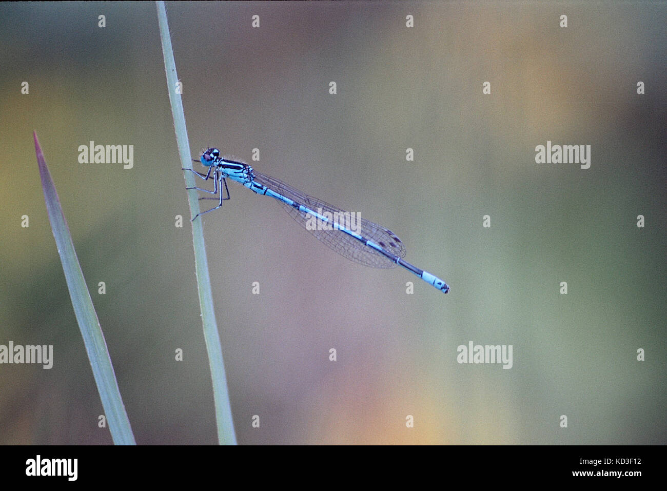 Dragonfly eating bee hi-res stock photography and images - Alamy