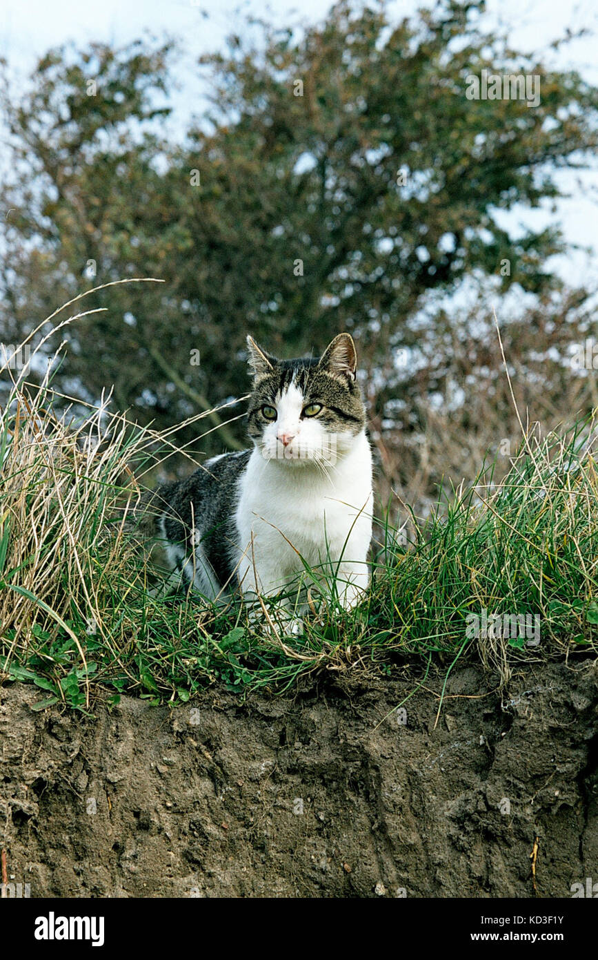 cat on a grassy field Stock Photo - Alamy