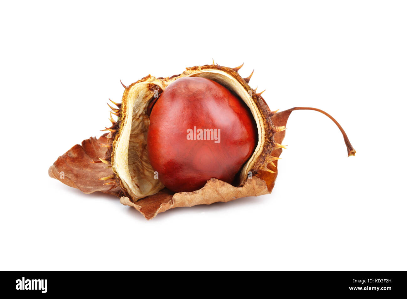 Chestnuts with peel on white background. An isolated object Stock Photo ...