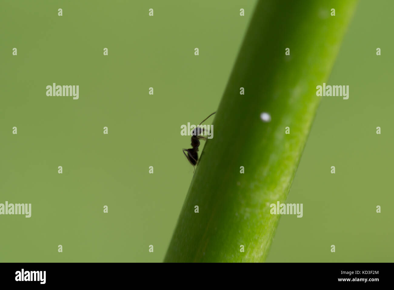 Running ant hi-res stock photography and images - Alamy