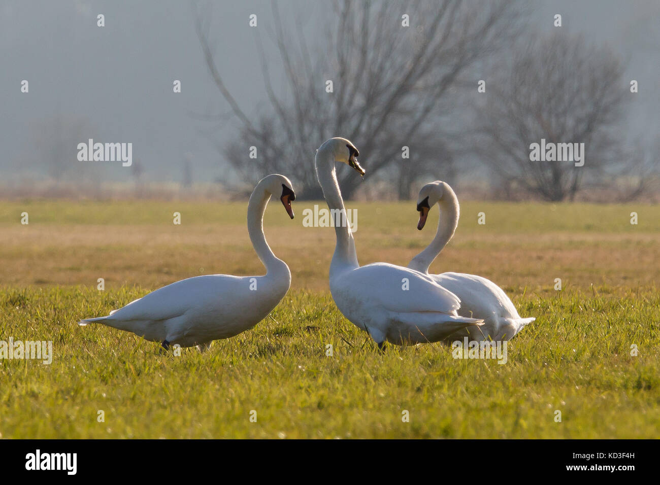 swans on a grassy field Stock Photo - Alamy