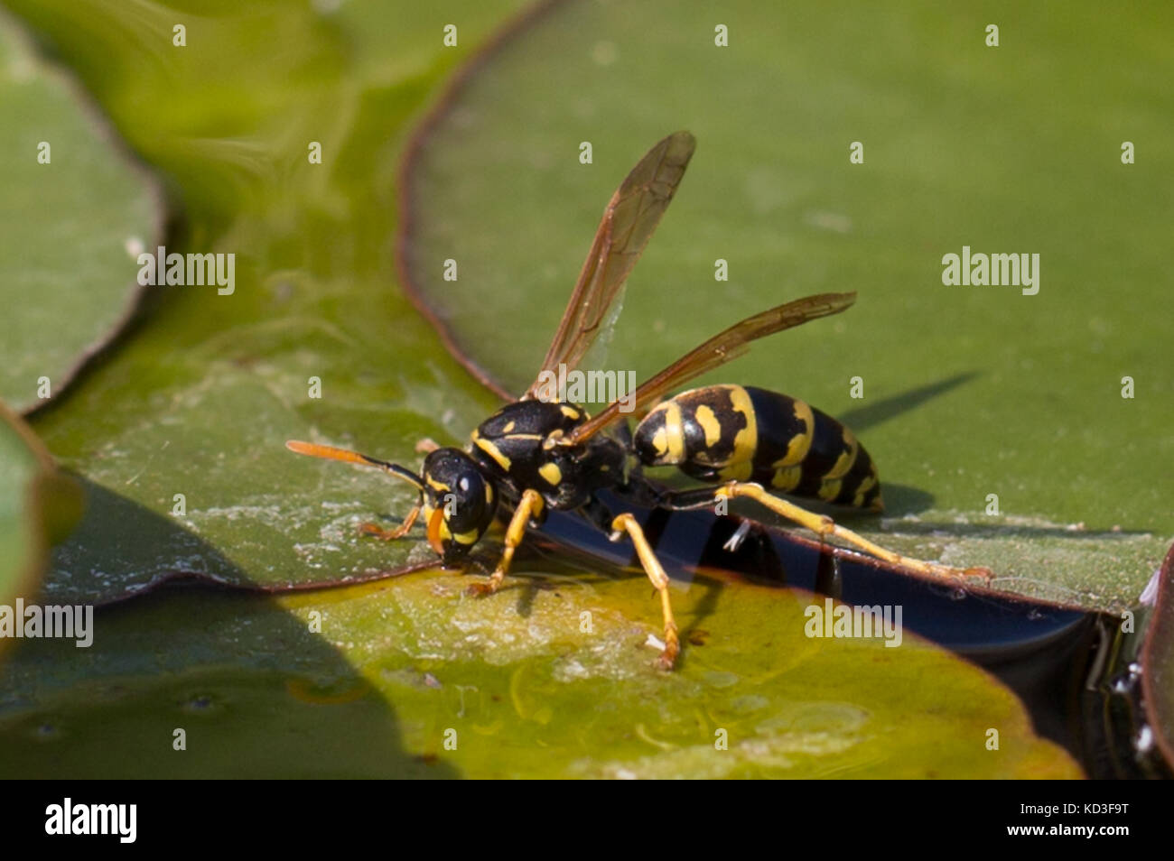 wasp drinking water in the lake sitting on a leaf of a water lily Stock ...