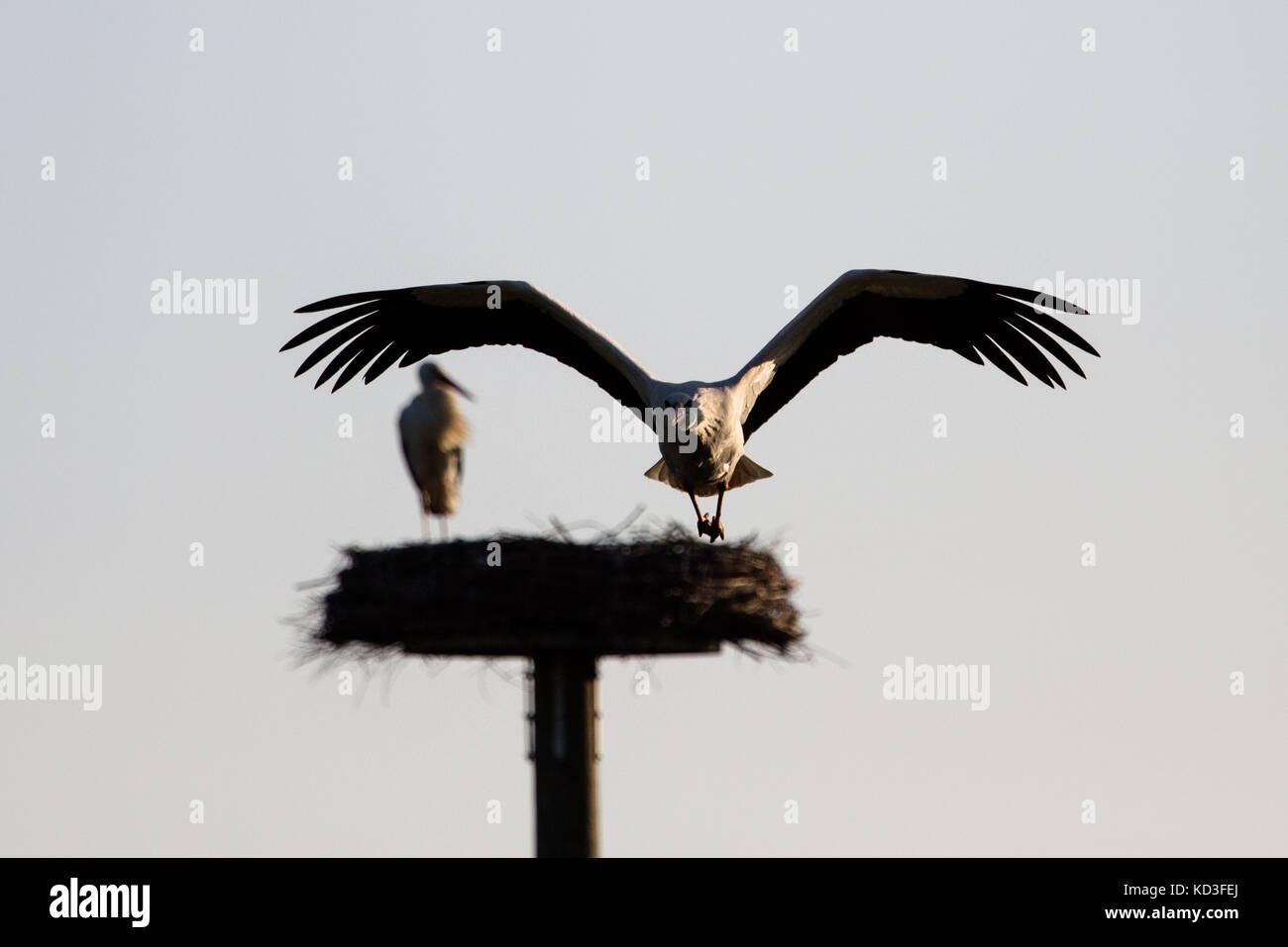 Pied wagtail flying hi-res stock photography and images - Alamy