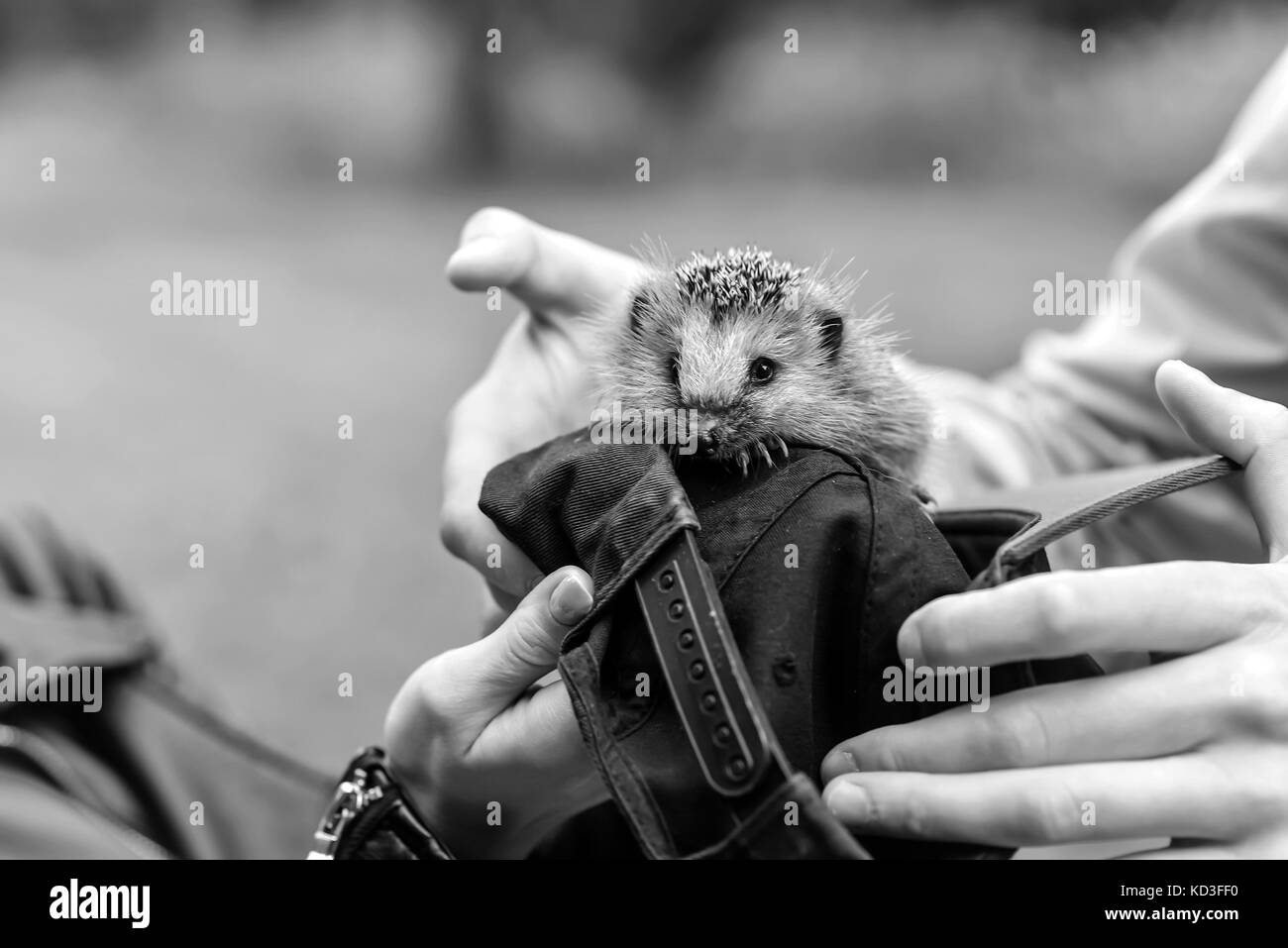 Hedgehog sitting in the hands Stock Photo - Alamy