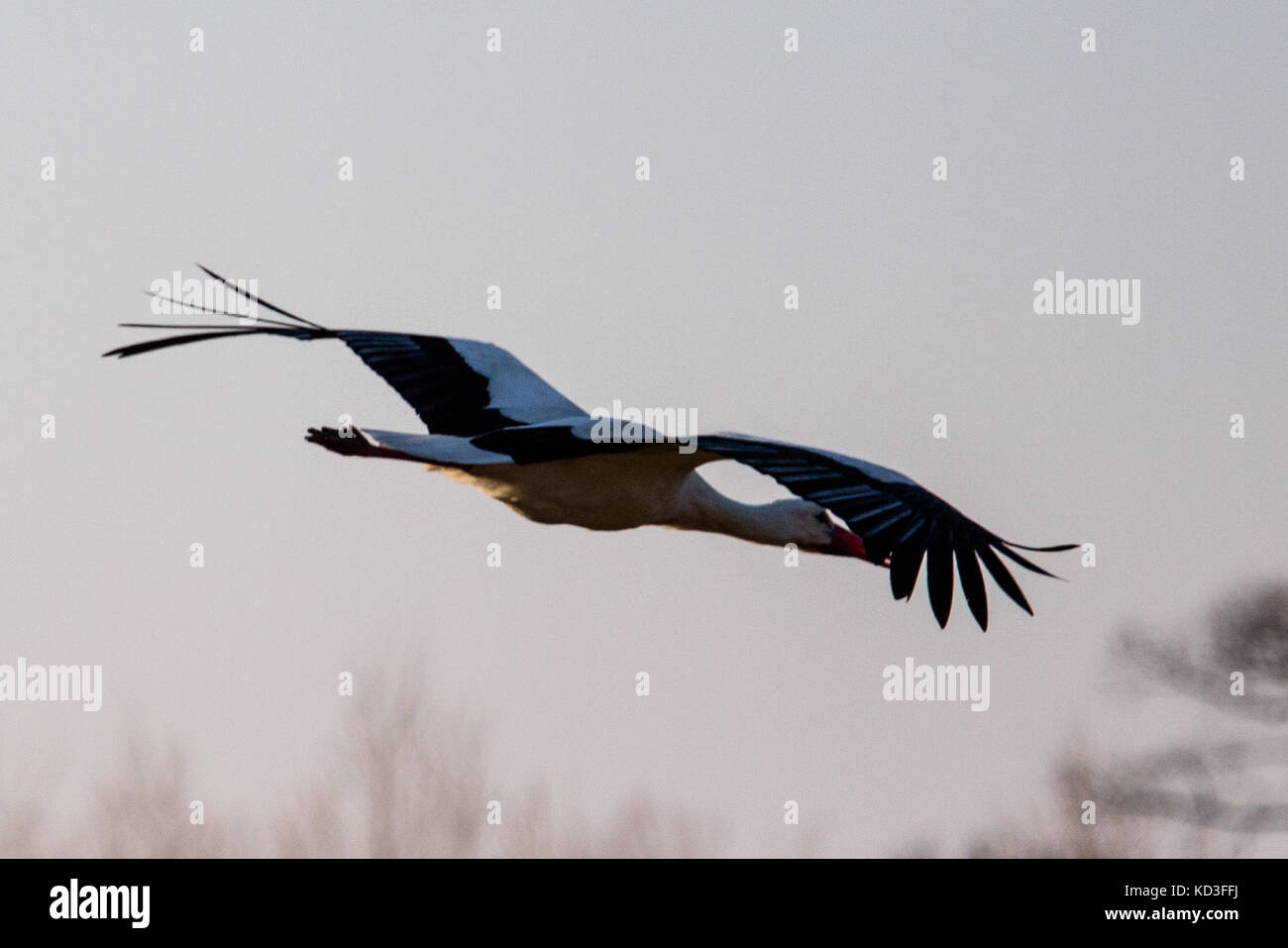 displaying and flying storks in the sunset Stock Photo - Alamy