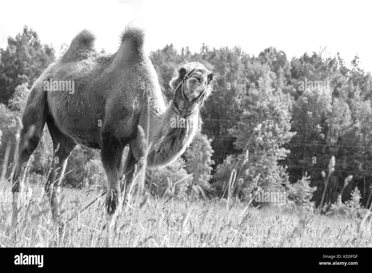 Camel walking in the field Stock Photo - Alamy