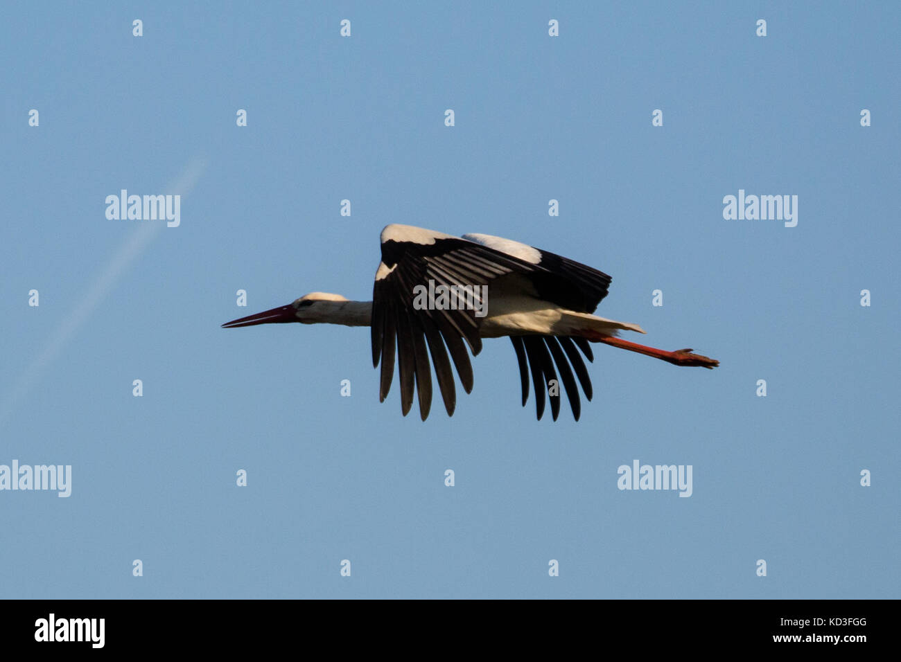 displaying and flying storks in the sunset Stock Photo - Alamy