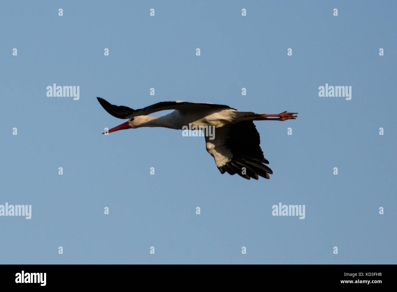 displaying and flying storks in the sunset Stock Photo - Alamy