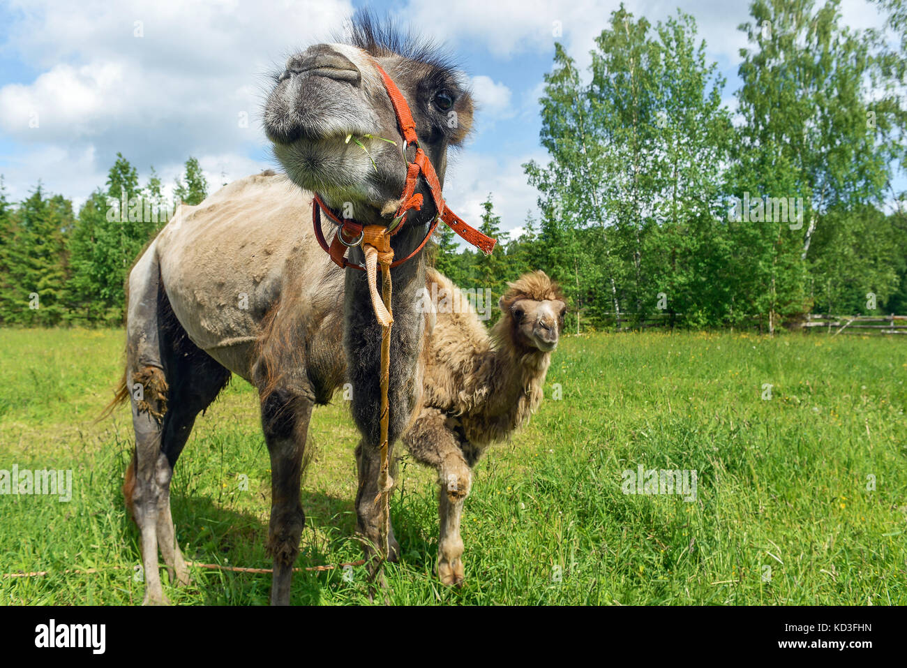 Donkey hump hi-res stock photography and images - Alamy