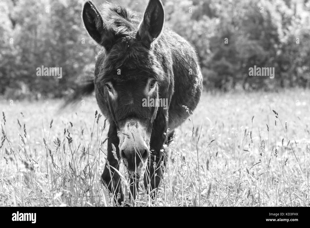Donkey on pasture in Black and White Stock Photos & Images - Alamy