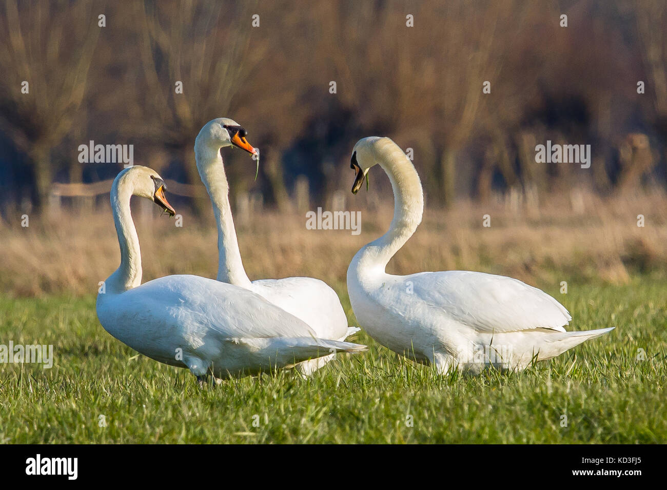 swans on a grassy field Stock Photo - Alamy