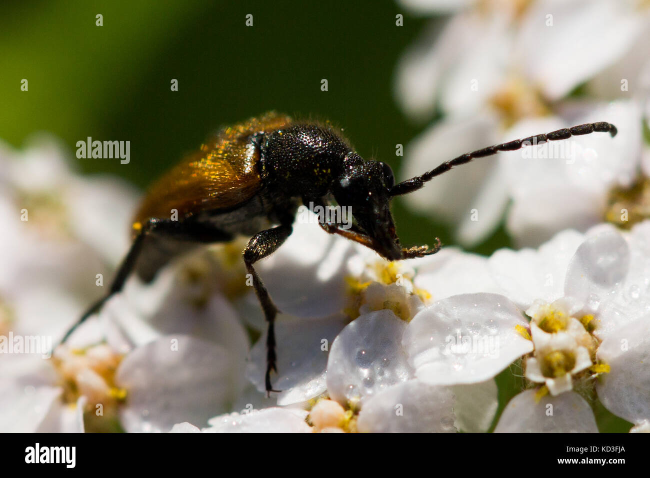 bug sitting on a flower Stock Photo - Alamy