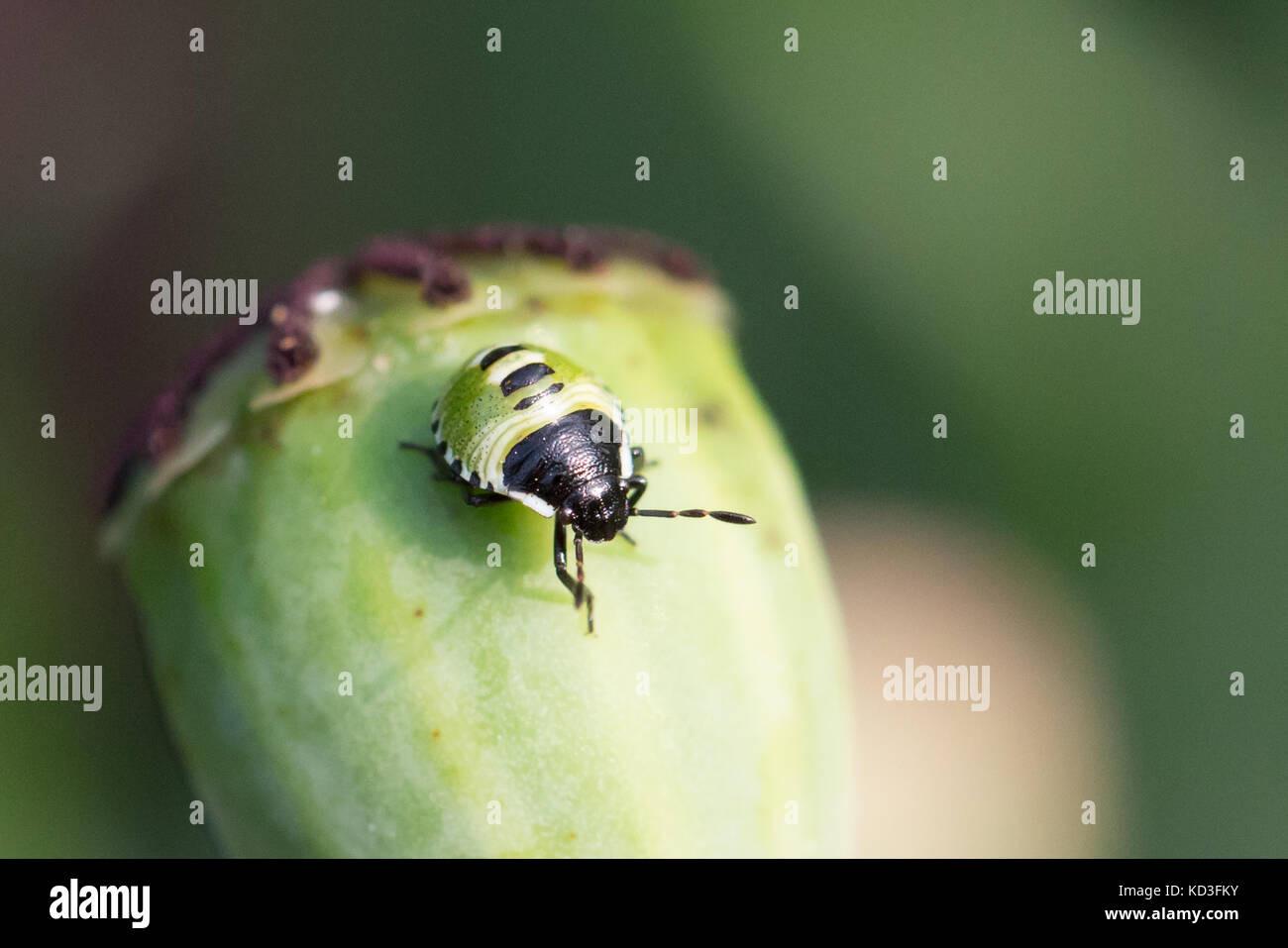 bug sitting on a flower Stock Photo - Alamy