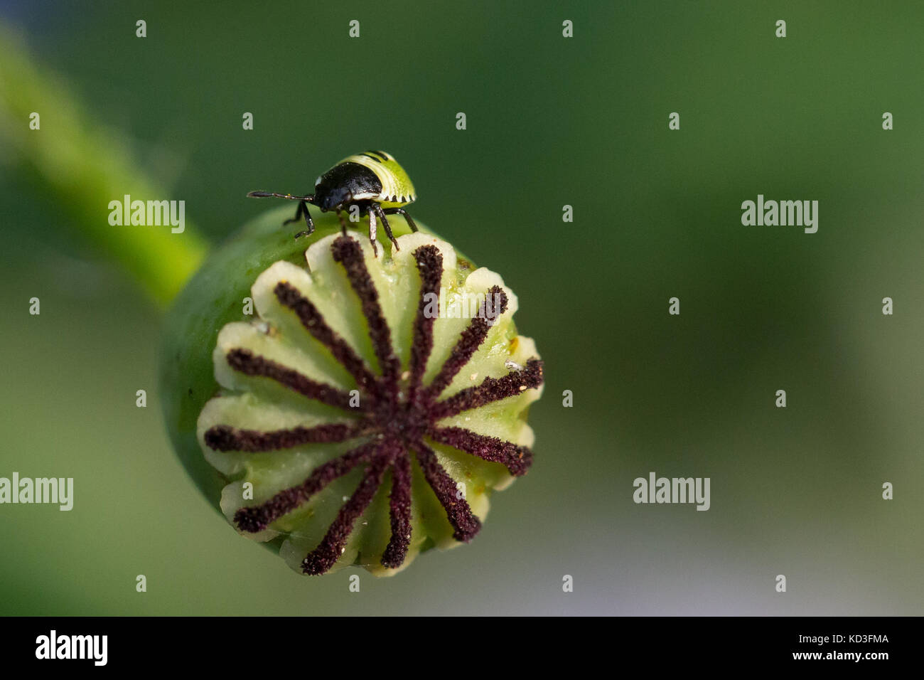 bug sitting on a flower Stock Photo - Alamy