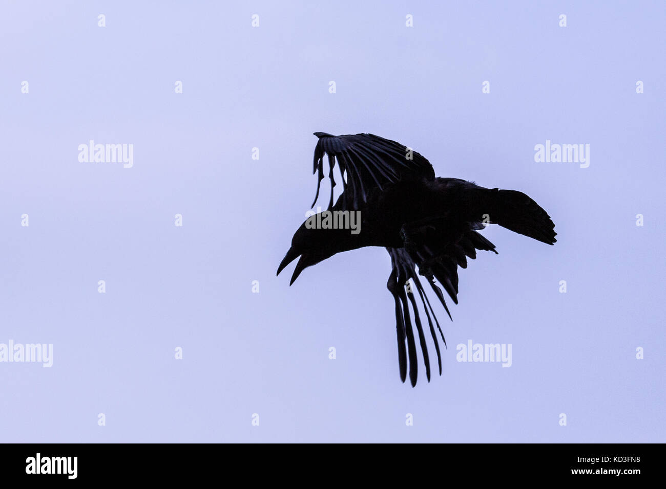 rook flying in the evening sky Stock Photo - Alamy