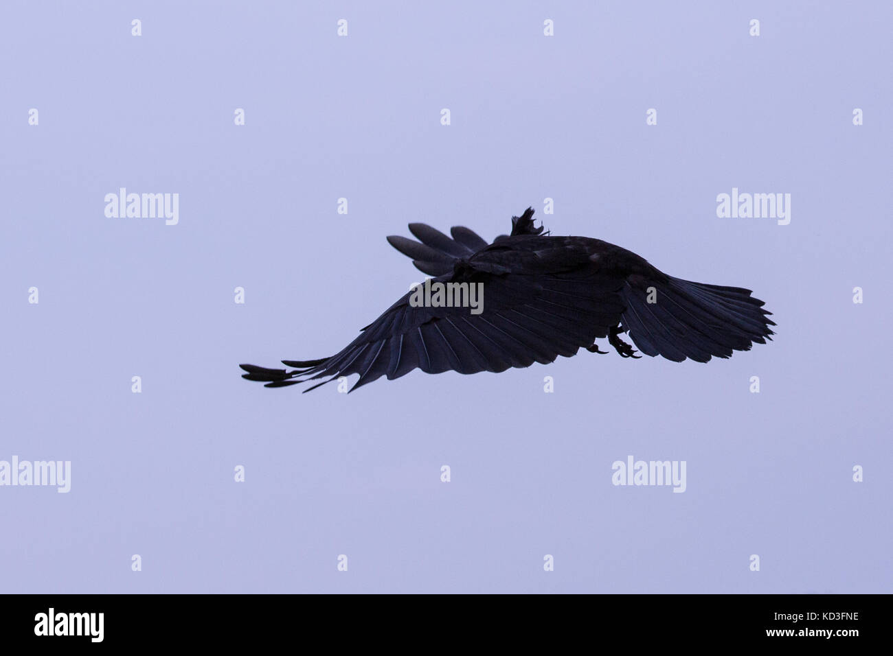 rook flying in the evening sky Stock Photo - Alamy