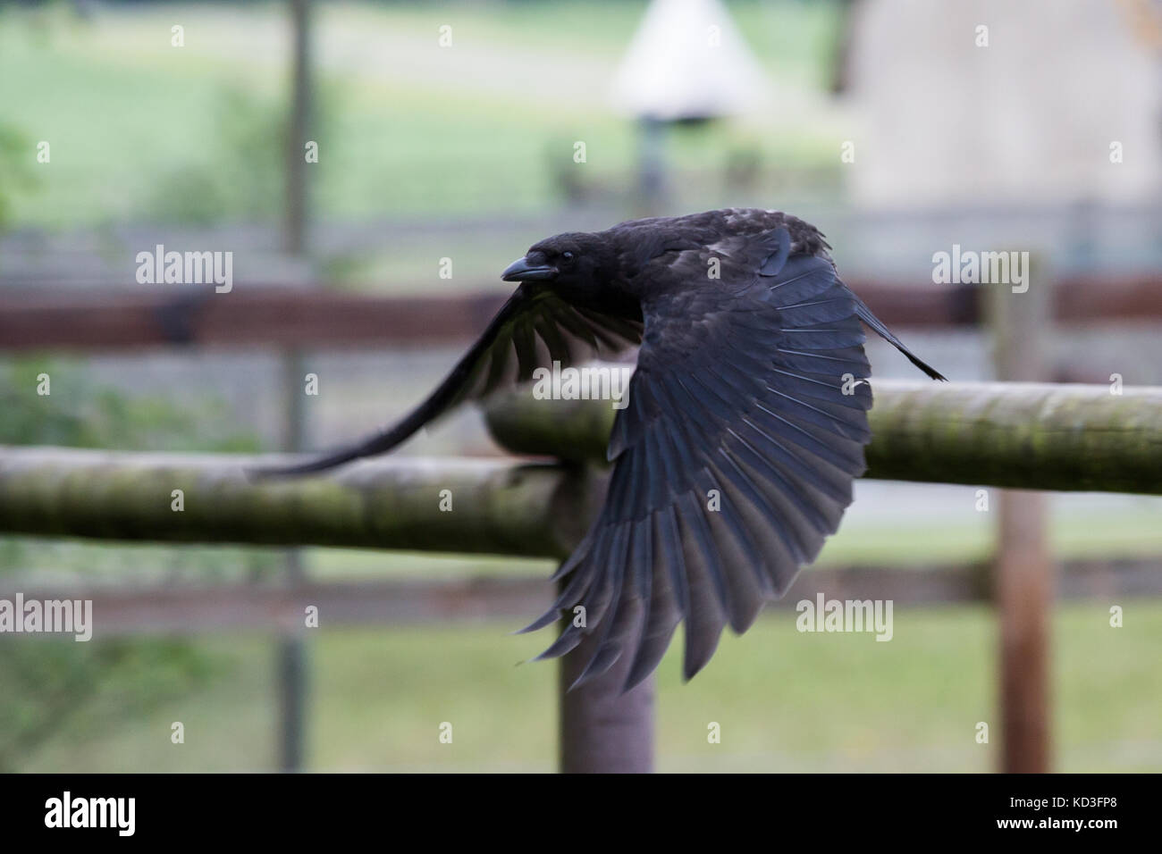 Raven flying with wings spread hi-res stock photography and images - Alamy