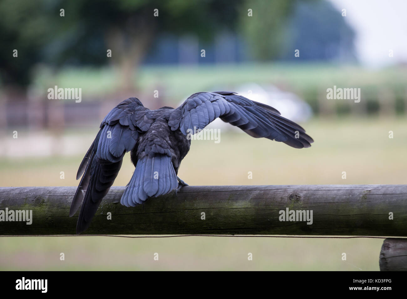 Rook flying hi-res stock photography and images - Alamy