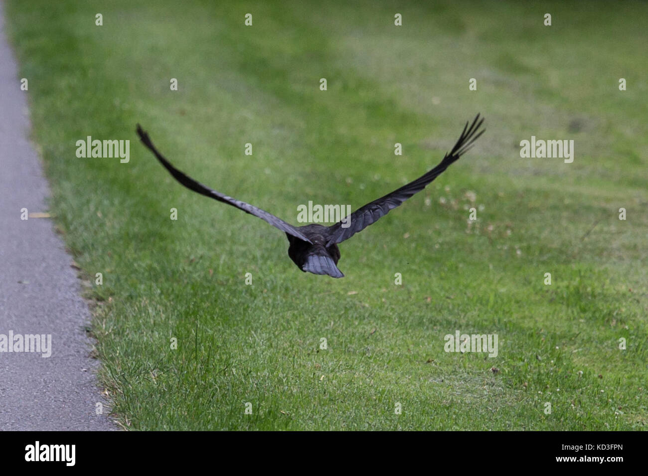 rook flying in the evening sky Stock Photo - Alamy