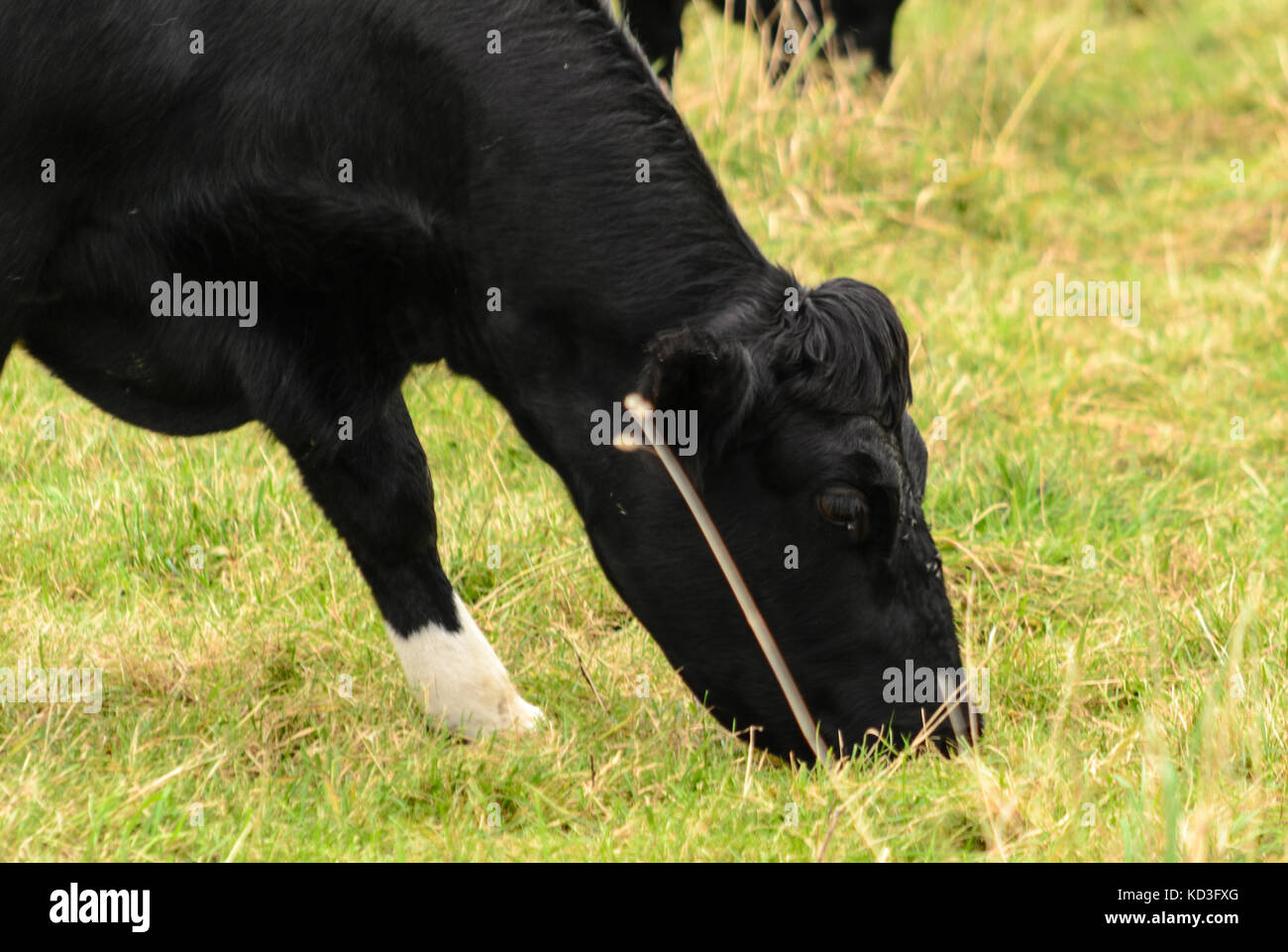 Dairy cow eating grass hi-res stock photography and images - Alamy