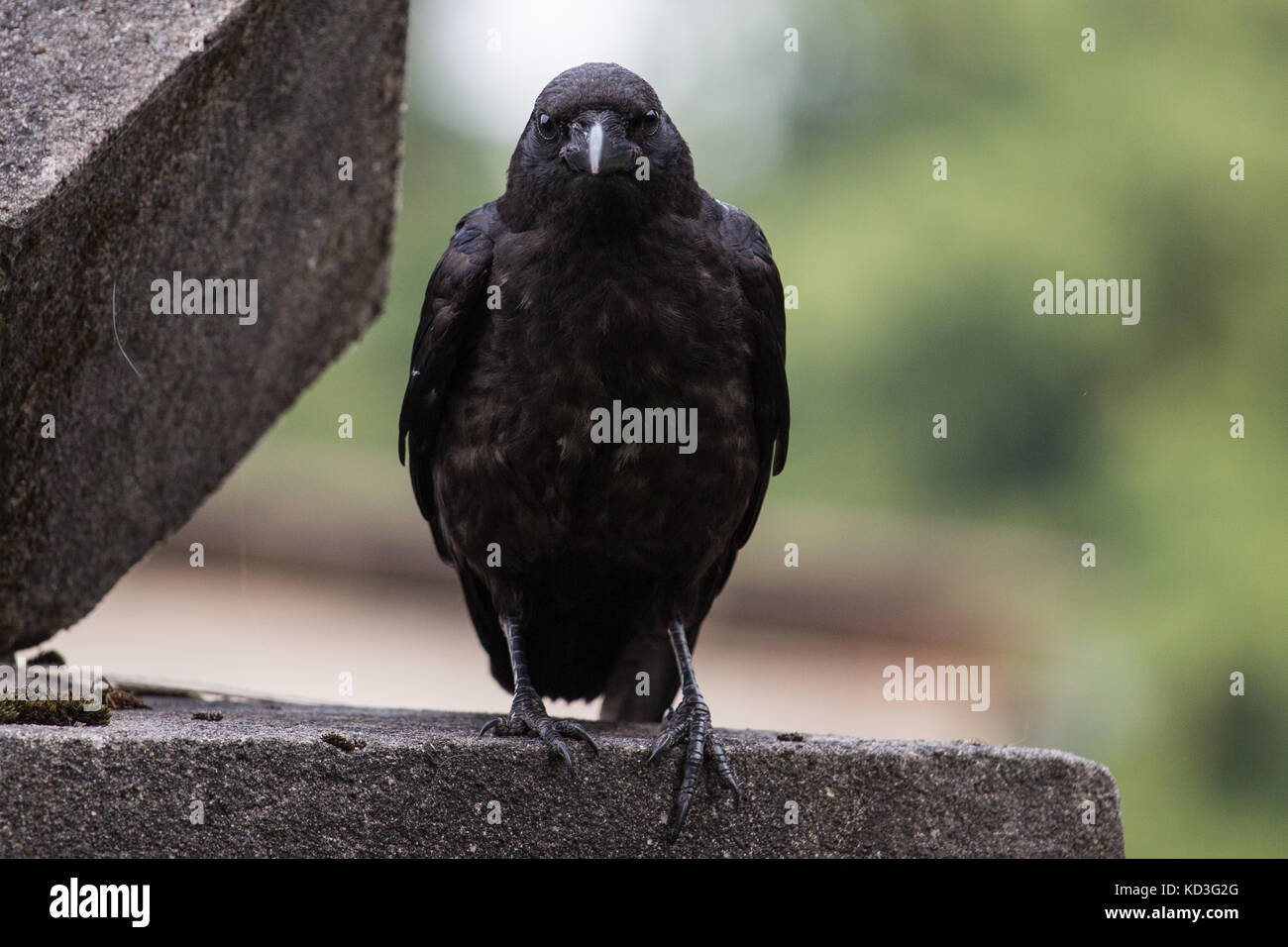portrait of a rook sitting on a fence Stock Photo - Alamy