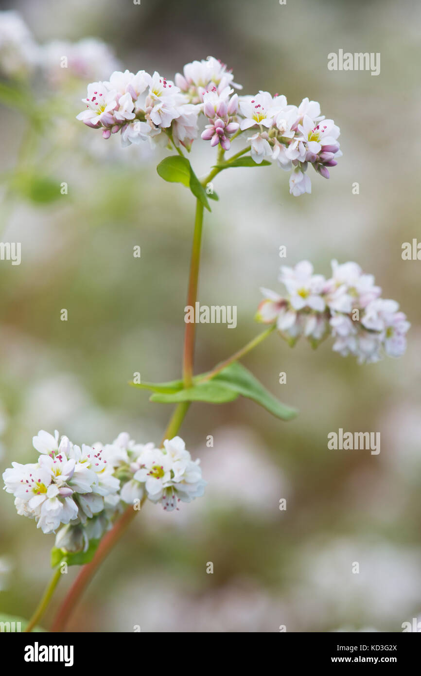 Common buckwheat fagopyrum esculentum hi-res stock photography and ...