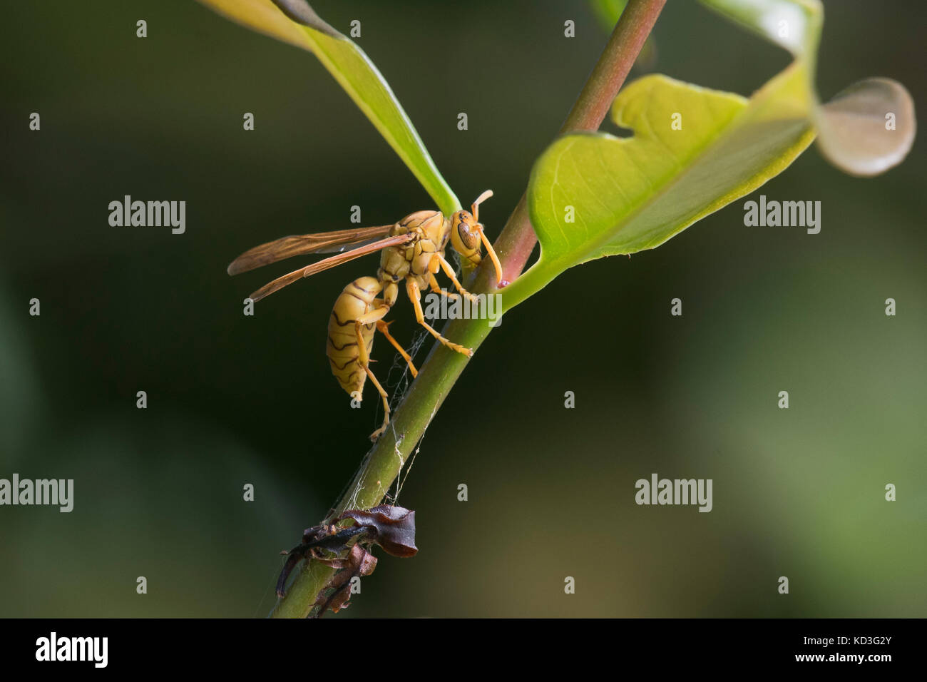 Yellow Common paper wasp (Polistes olivaceus), Praslin, Seychelles ...